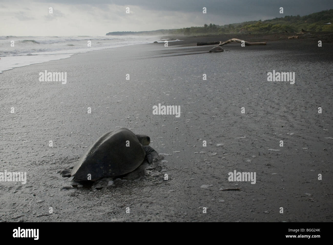 Female olive ridley sea turtle, Lepidochelys olivacea, (an endangered ...