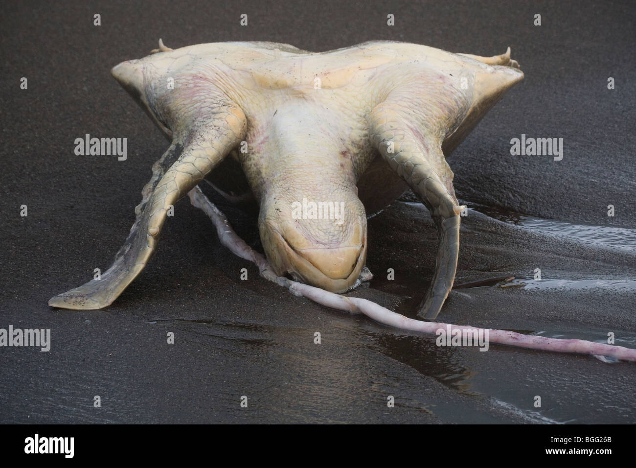 Dead Olive ridley sea turtles, Lepidochelys olivacea (an endangered ...