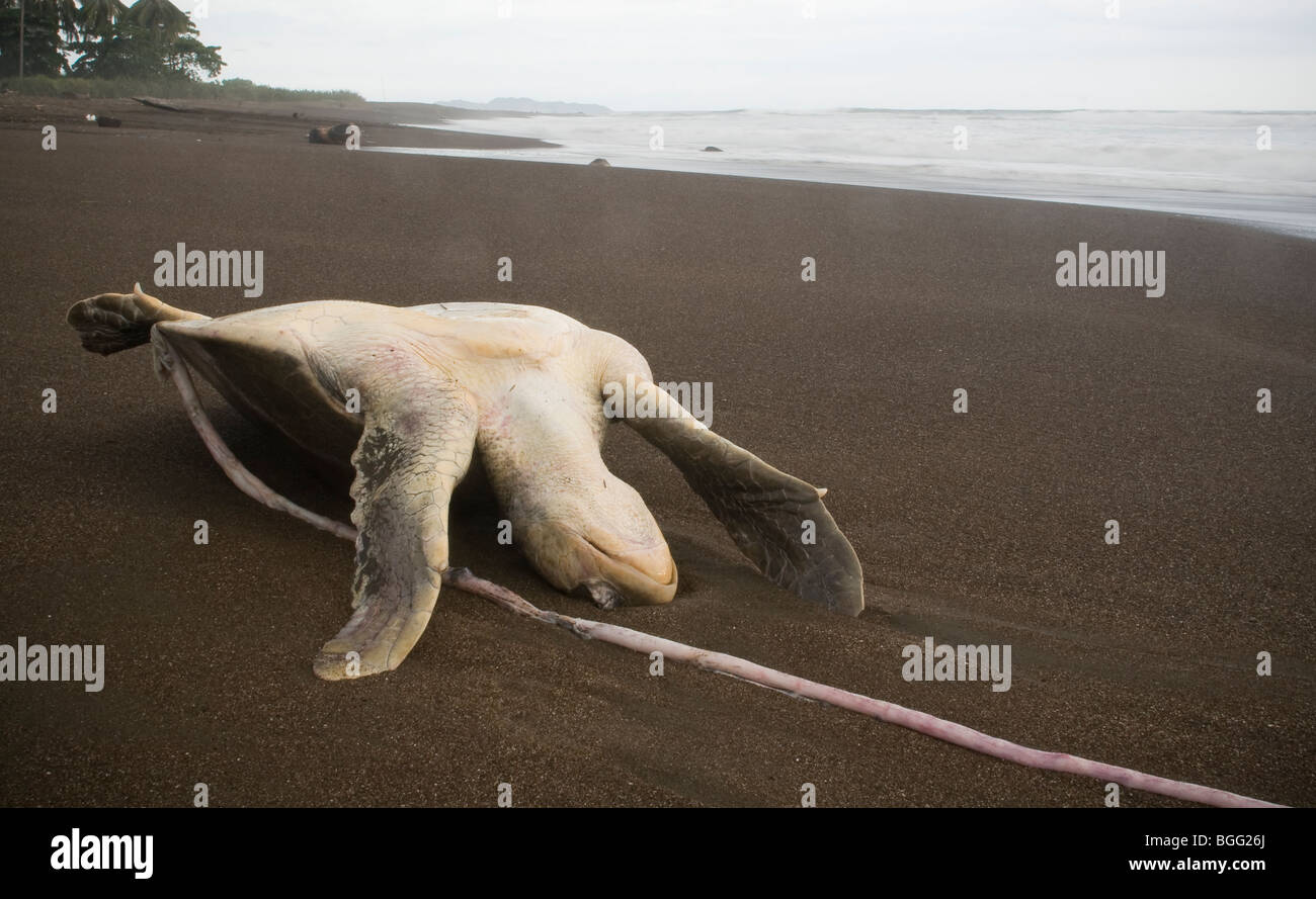 Dead Olive ridley sea turtles, Lepidochelys olivacea (an endangered ...