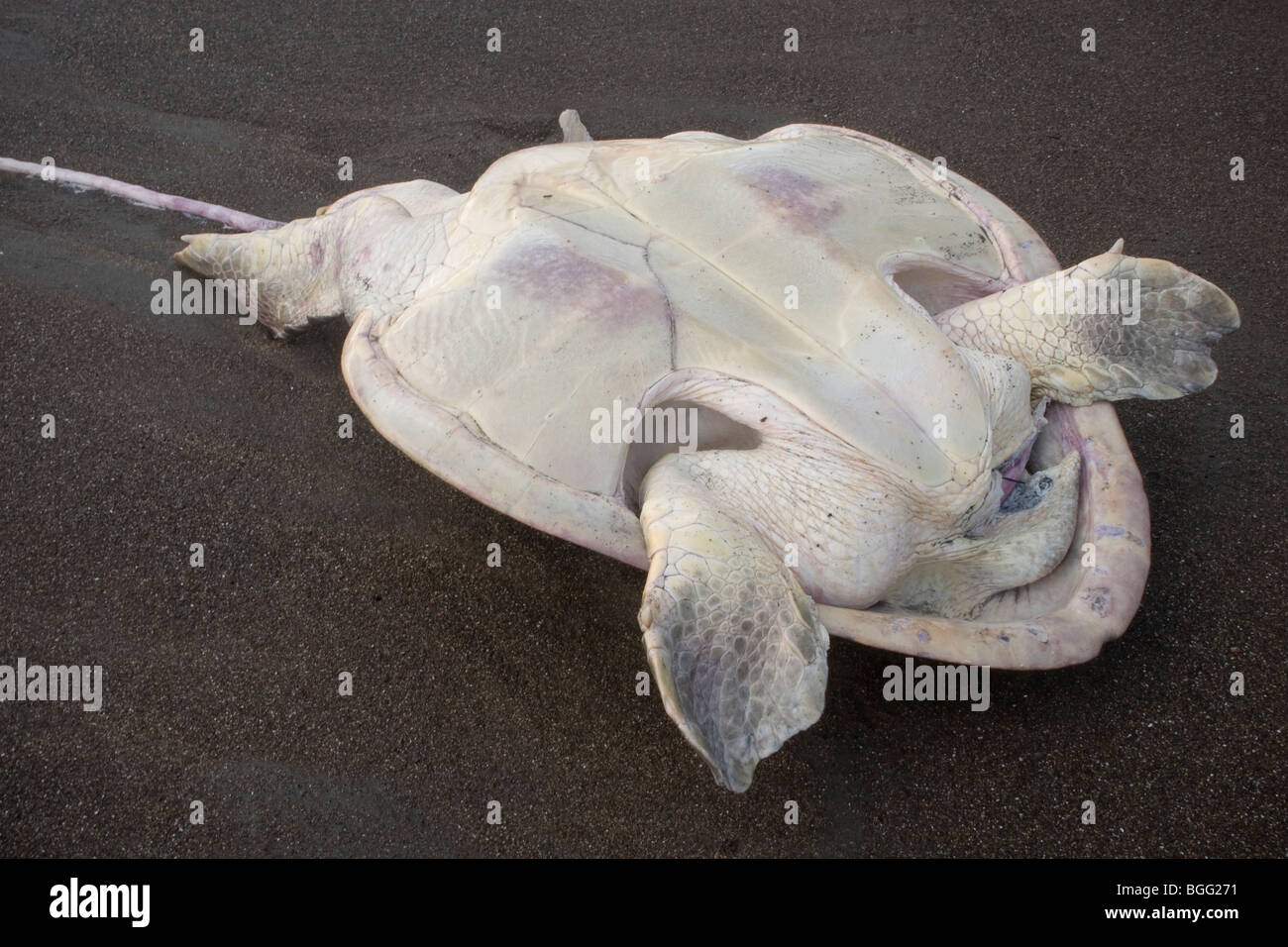 Dead Olive ridley sea turtles, Lepidochelys olivacea (an endangered ...