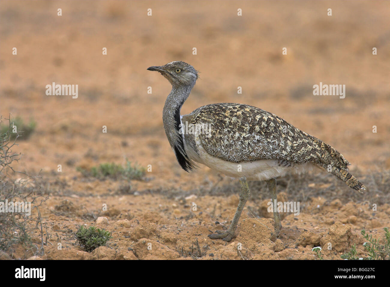 Houbara bustard chlamydotis undulata hi-res stock photography and ...
