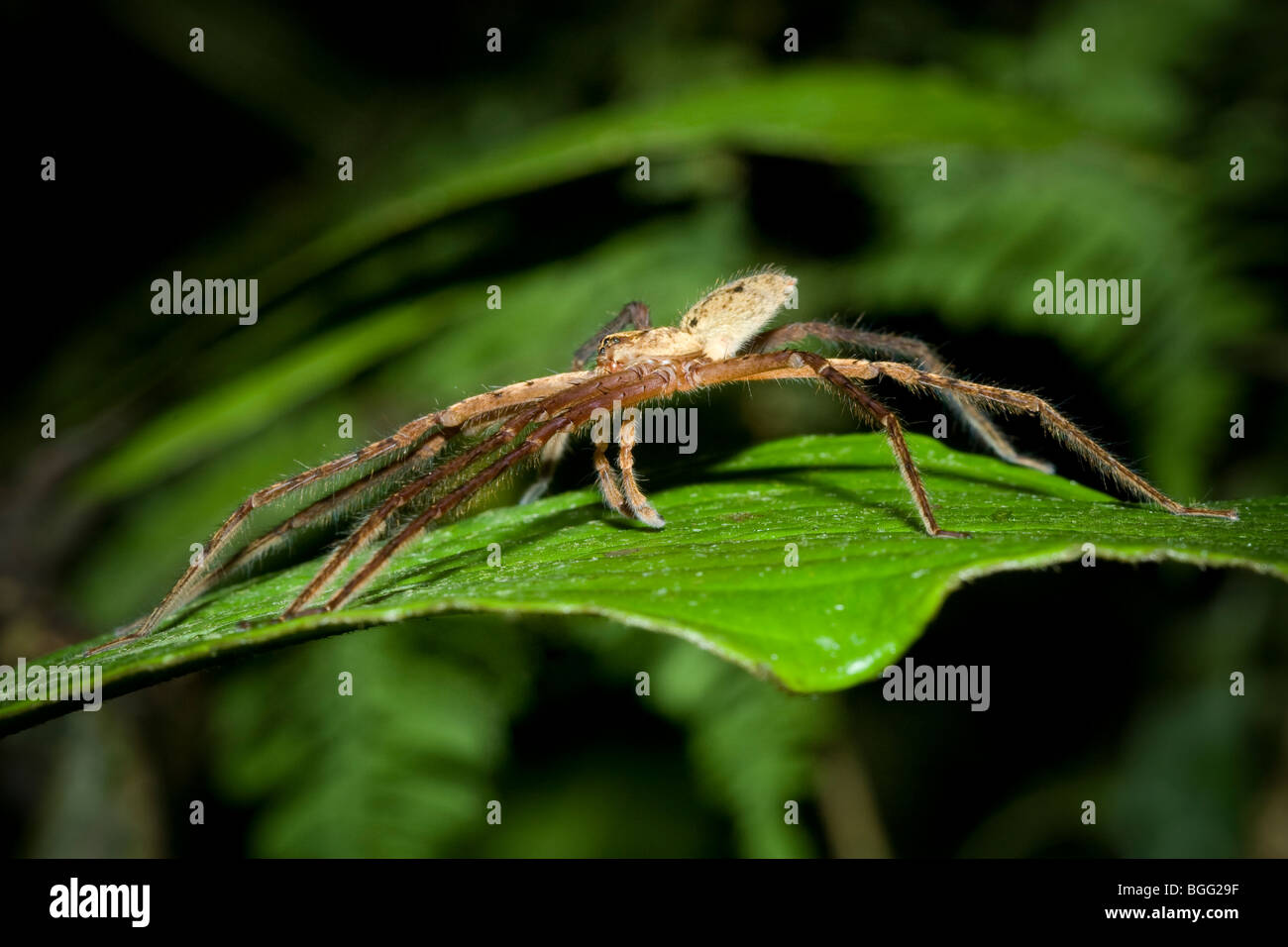 Spider and Fern Composition Stock Photo - Alamy