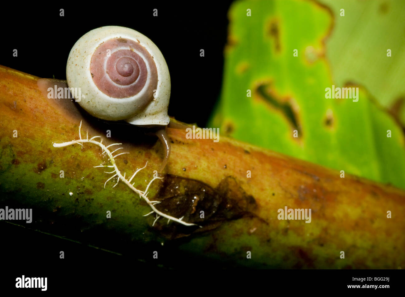 Dicection Of Snail Shell