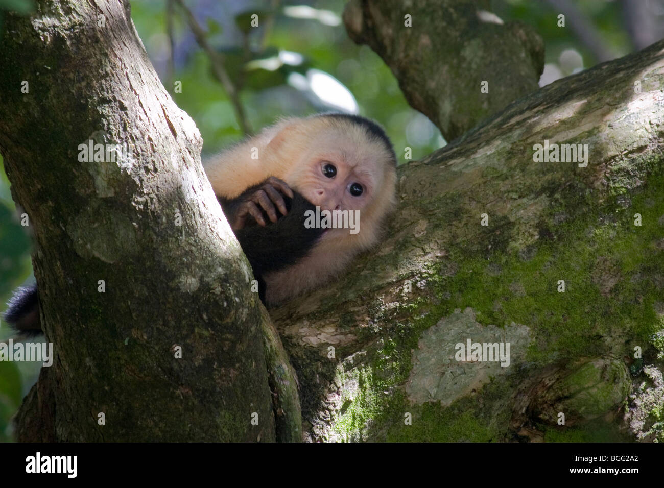 White-headed capuchin monkey (Cebus capucinus) chewing on its tail ...