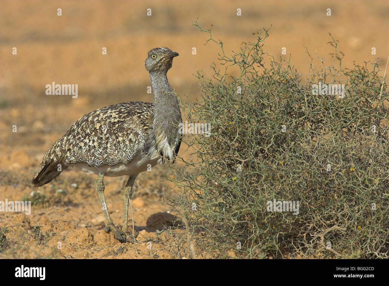 Houbara Bustard Chlamydotis undulata fuertaventurae skulking on desert ...