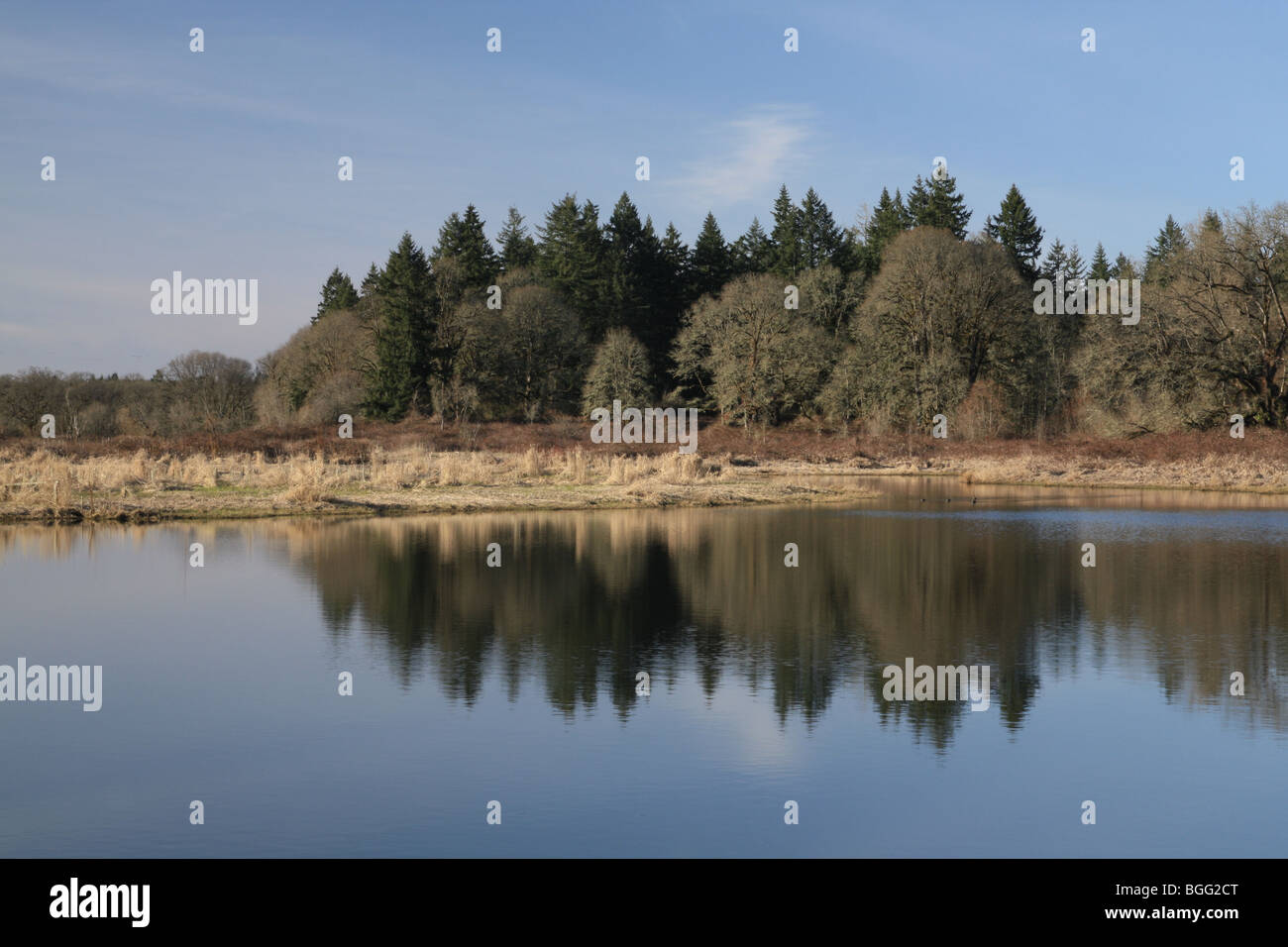 Ridgefield Wildlife Refuge in Washington Stock Photo - Alamy
