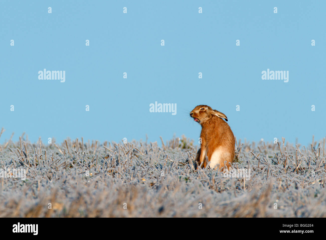 Brown Hare Lepus capensis yawning stretching Stock Photo - Alamy
