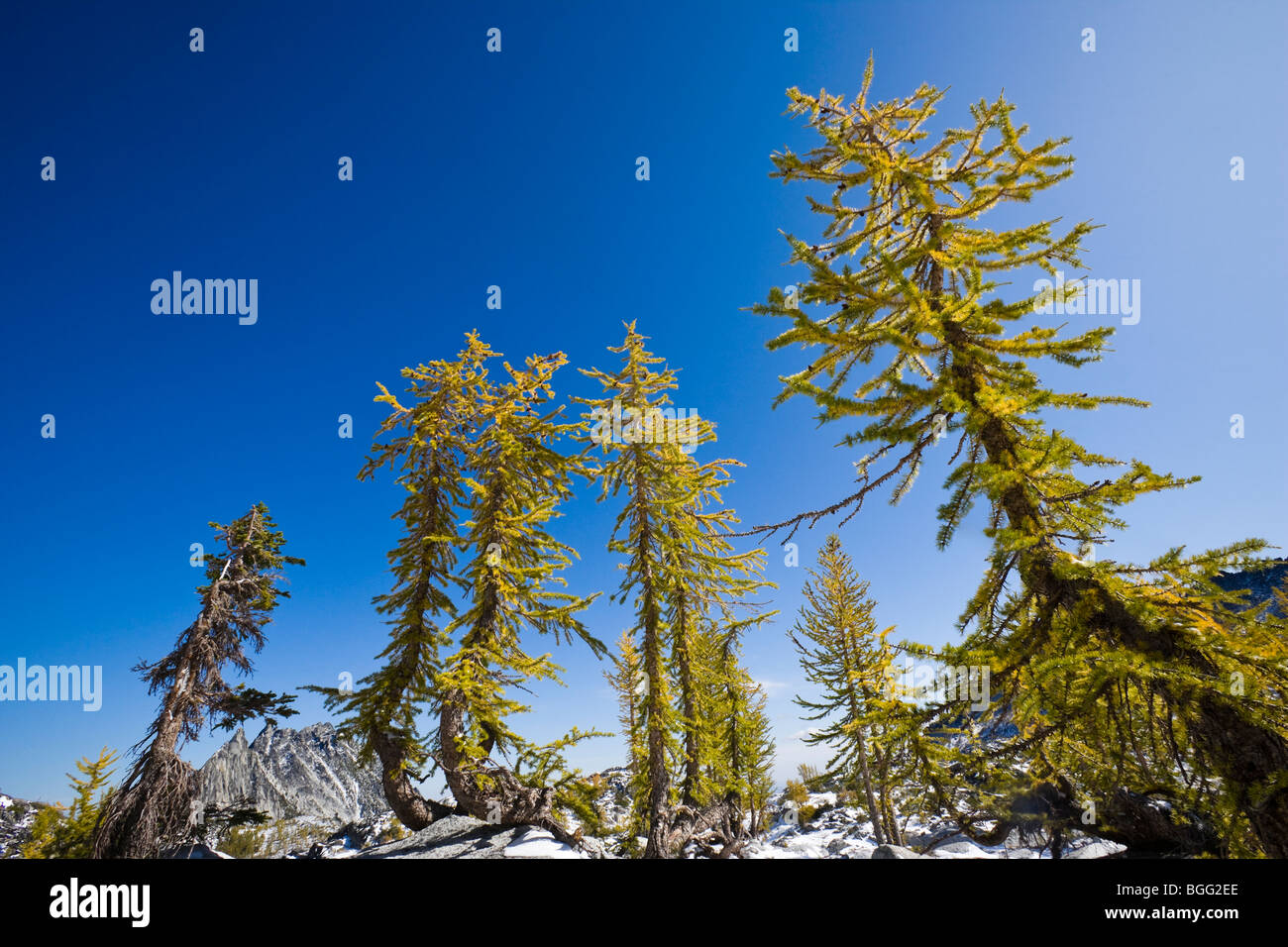 Larch trees in Autumn colors, Enchantment Lakes Wilderness Area ...