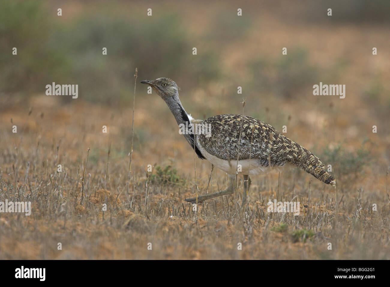 Houbara Bustard Chlamydotis undulata fuertaventurae skulking on desert ...