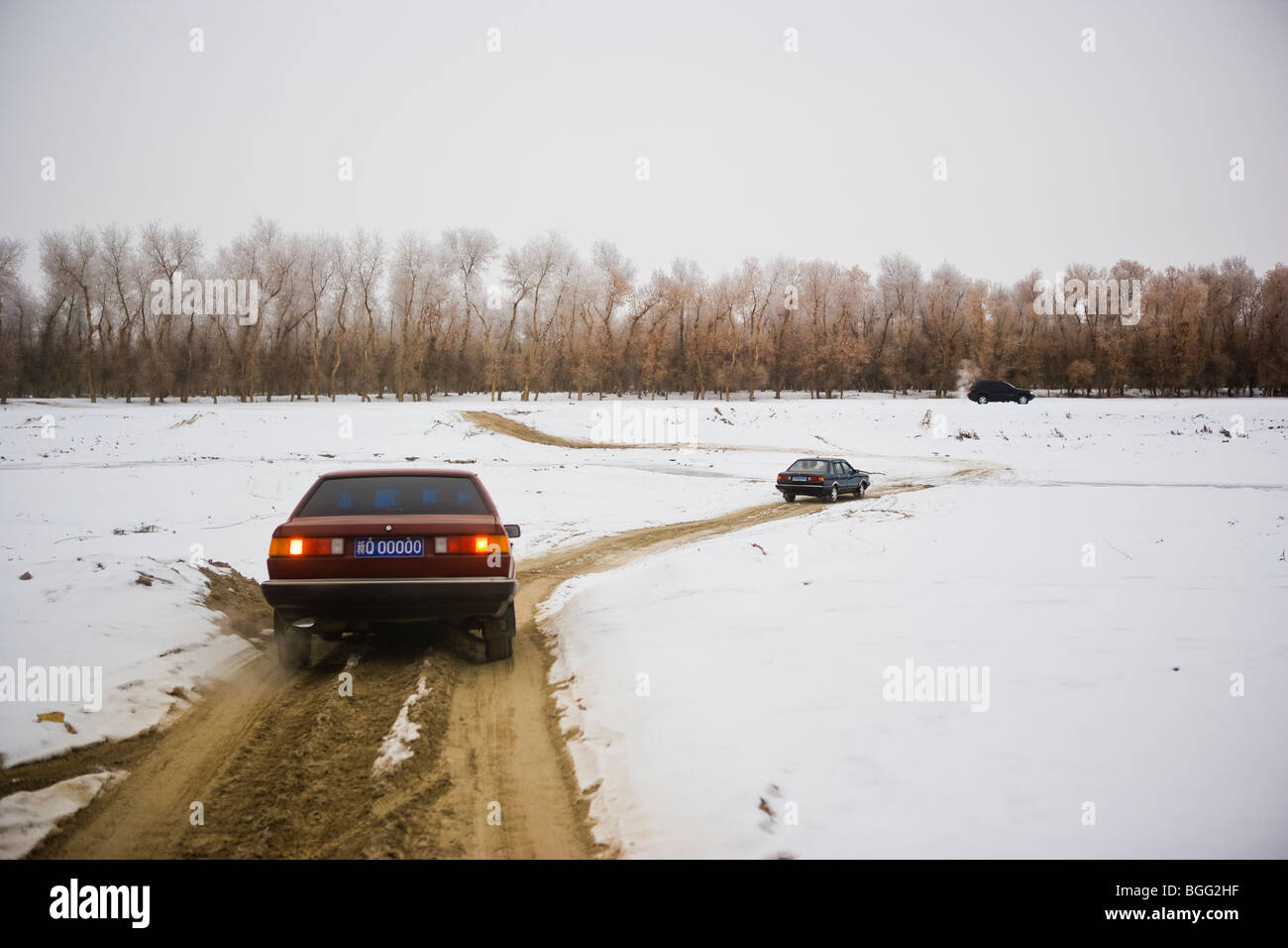 Diversiform Poplar Forest in the winter, Bachu County, Xinjiang, China ...