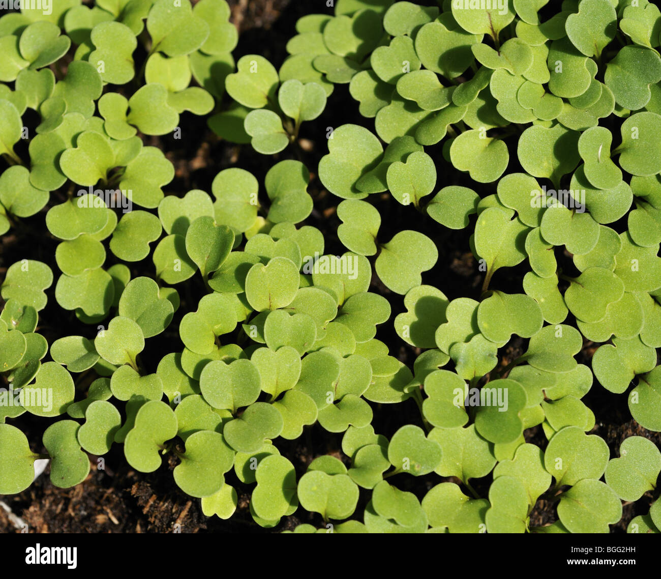 Eruca sativa - rocket Stock Photo - Alamy Eruca sativa - rocket Stock Photo - Alamy