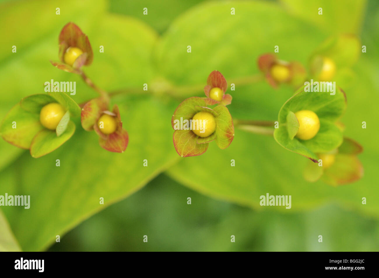 Hypericum calycinum - Rose of Sharon Stock Photo - Alamy