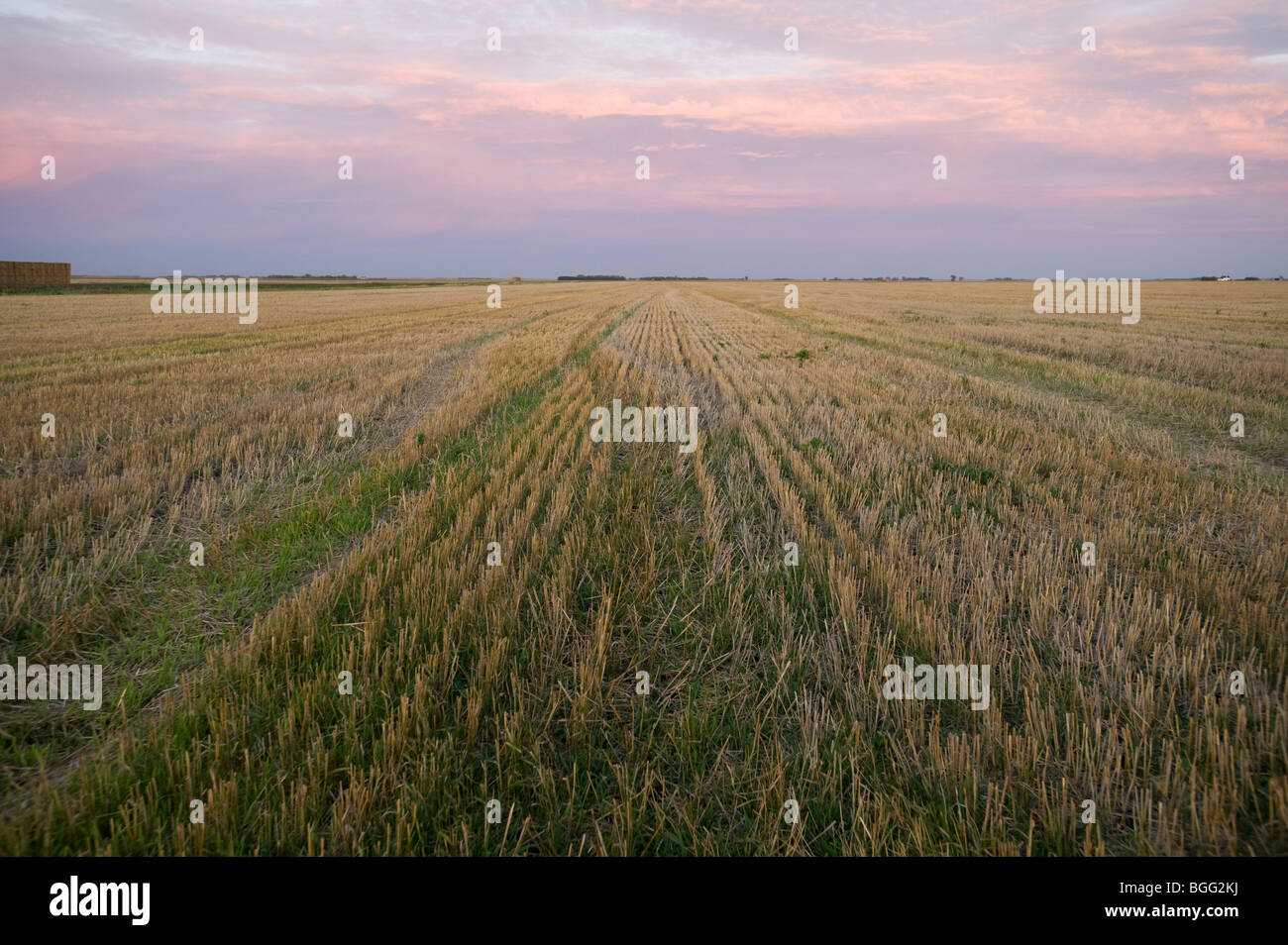 Manitoba landscapes wheat hi-res stock photography and images - Alamy