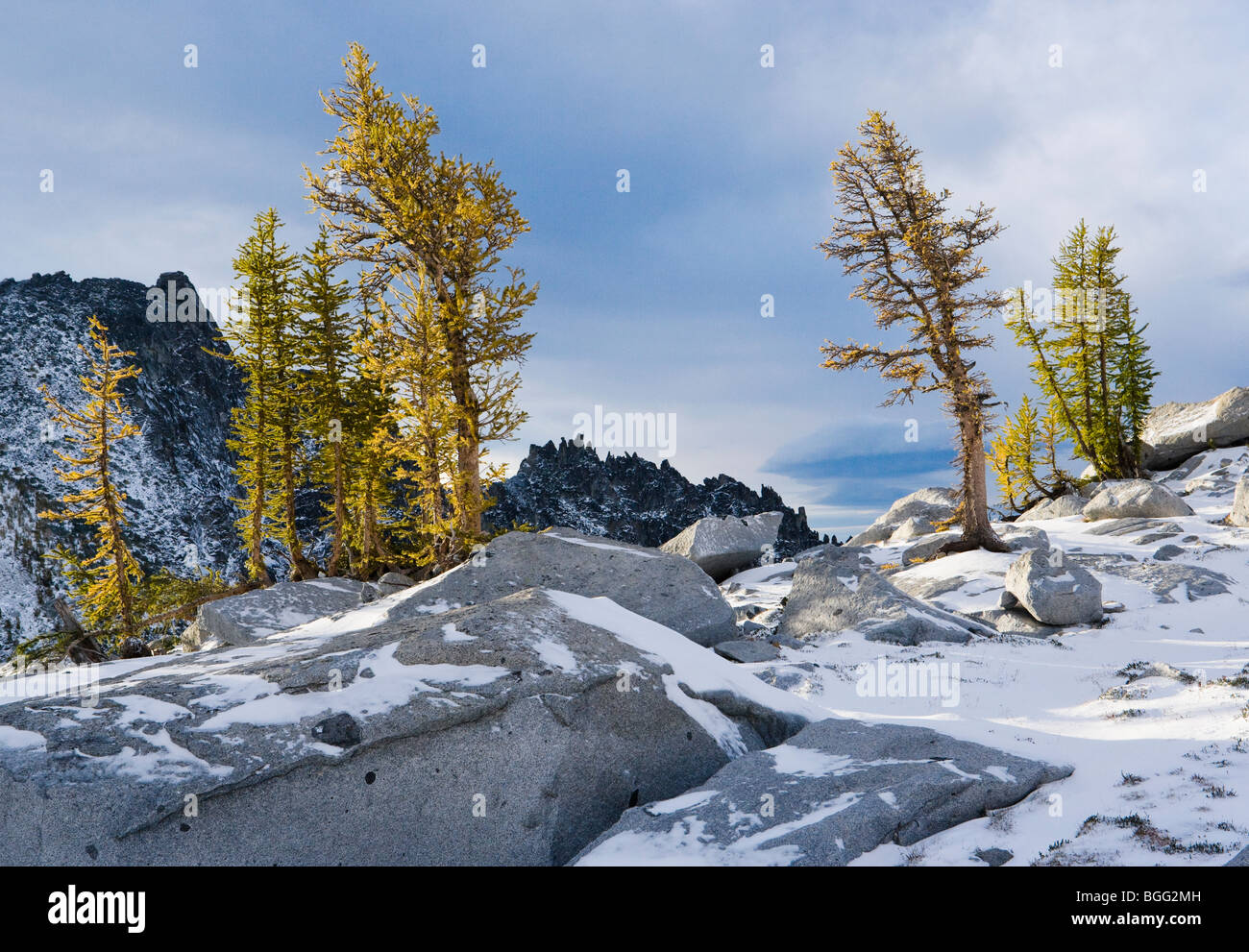 Larch trees in Autumn, Enchantment Lakes Wilderness Area, Washington ...