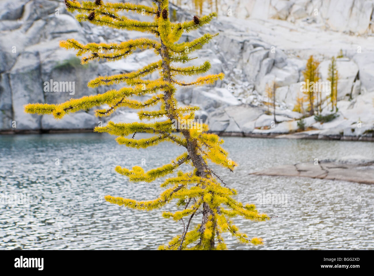Larch trees changing their colors next to Leprechaun Lake, Enchantment ...