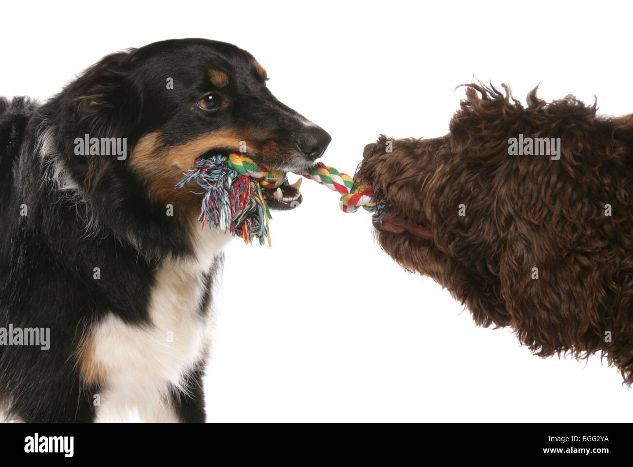 Two dogs playing tug of war Male adult border collie and female young ...