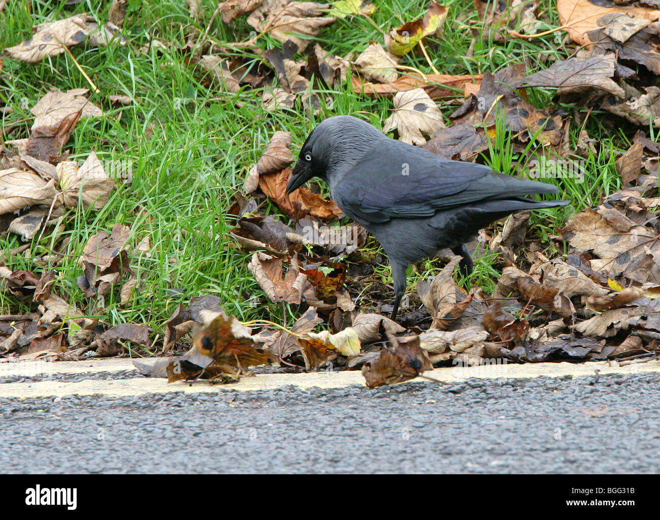 Gray jackdaw hi-res stock photography and images - Alamy