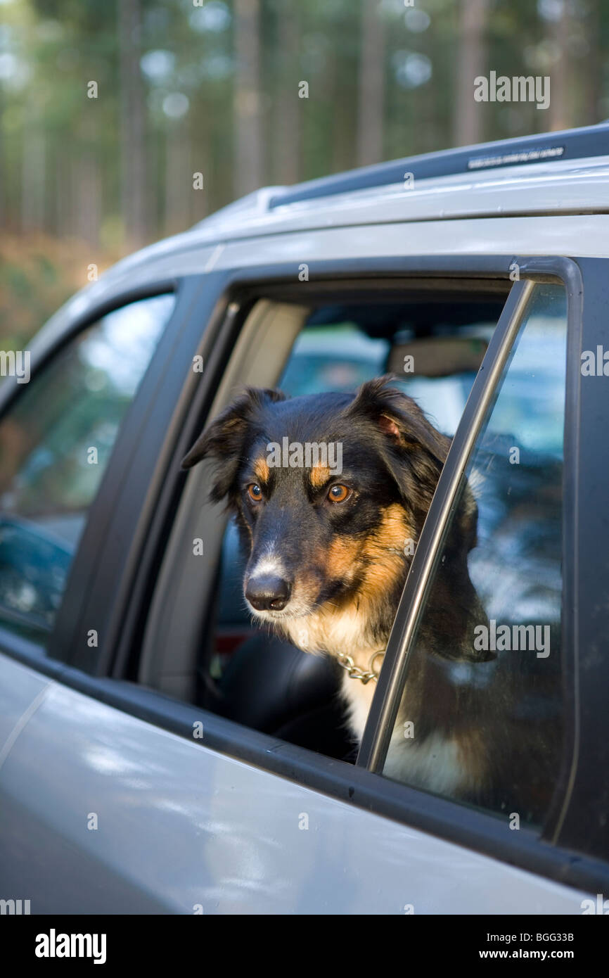 Border Collie looking out of car window Single adult male New forest ...
