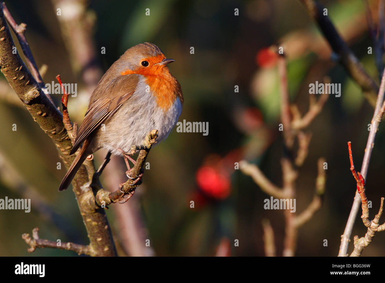 Robin in tree hi-res stock photography and images - Alamy