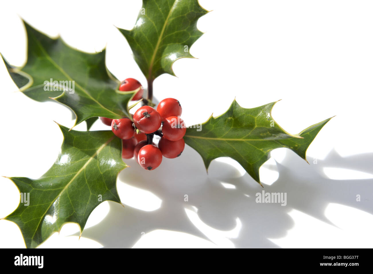 Sprig decoration hi-res stock photography and images - Alamy