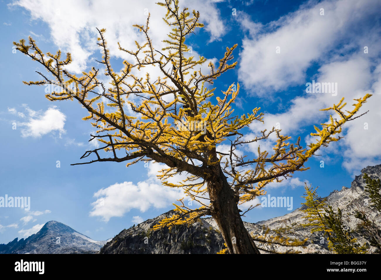 A Larch tree in Autumn , Enchantment Lakes Wilderness Area, Washington ...