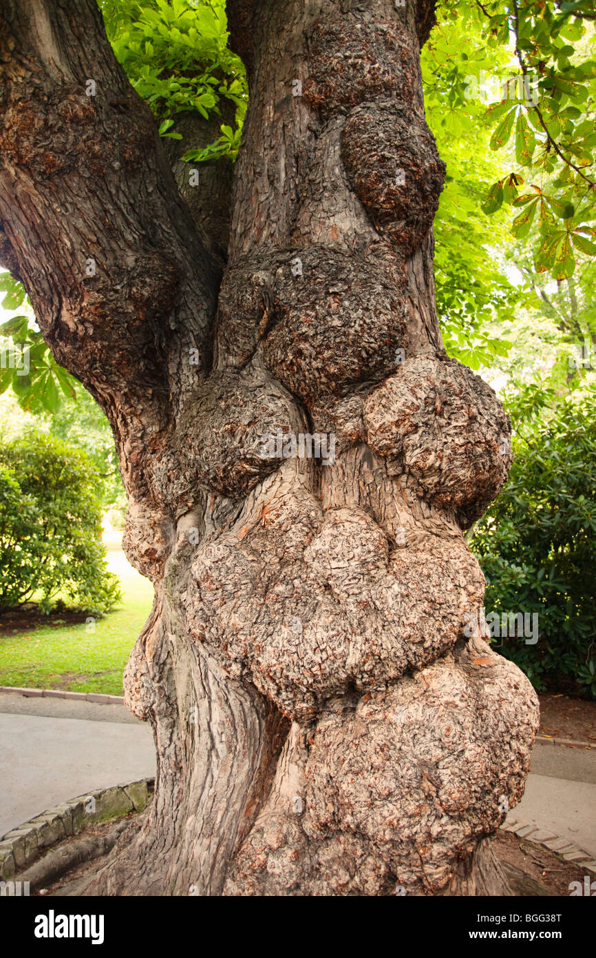 Unusual tree trunk with large burls and textured bark, surrounded by ...