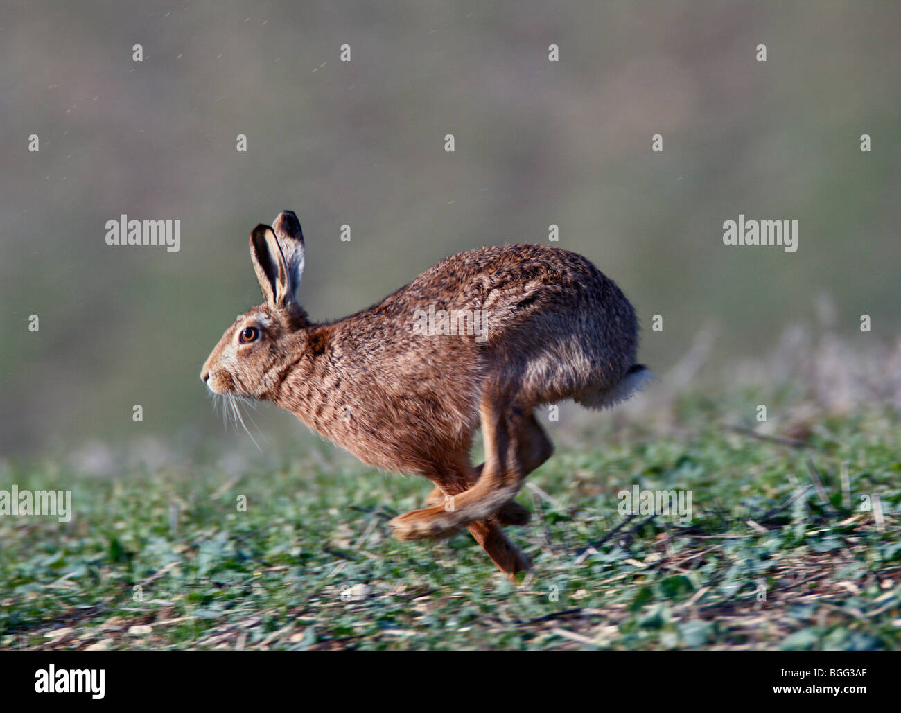 Brown Hare Lepus capensis running alert action Stock Photo - Alamy