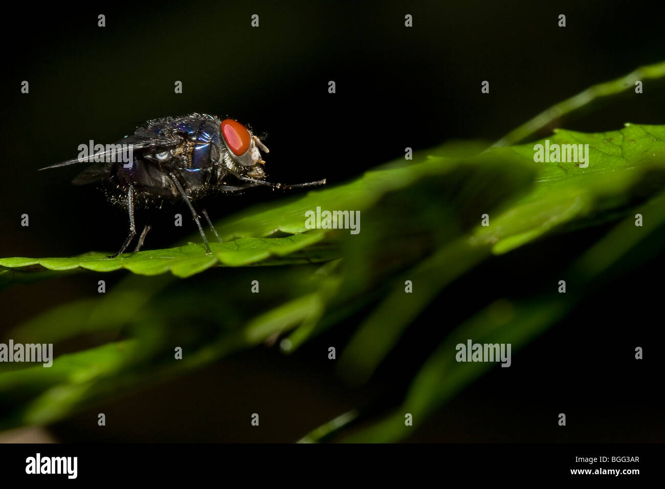 Side view of a grooming Calliphorid fly Stock Photo - Alamy