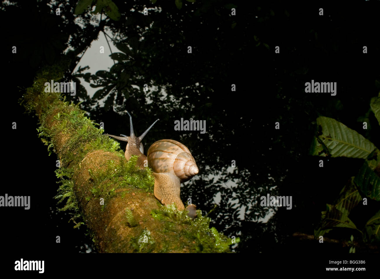 Large tree snail on the move. Photographed in Costa Rica Stock Photo ...
