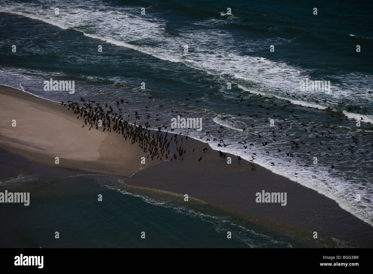 Cormorants on beach, Namibia Stock Photo - Alamy