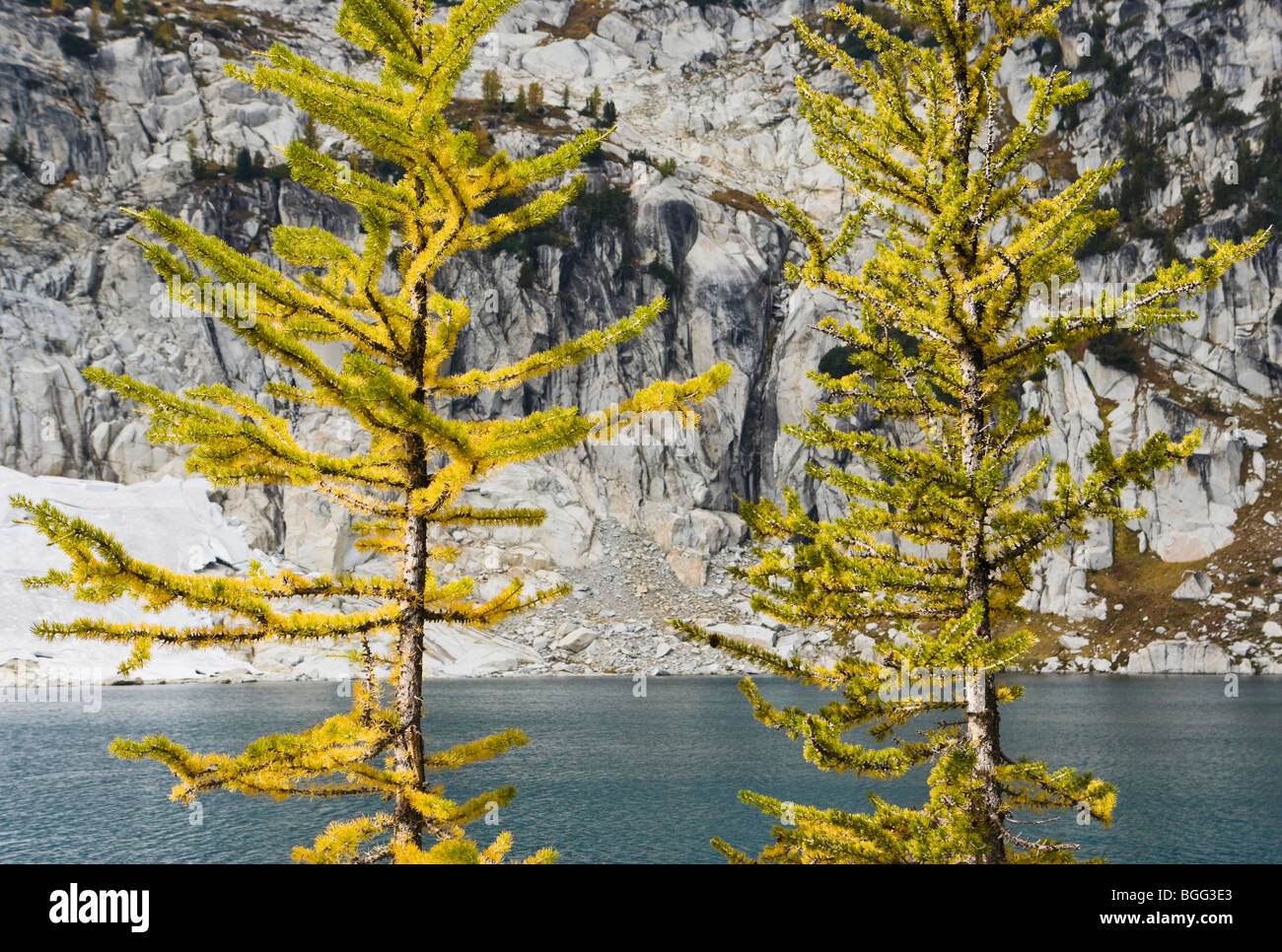 Larch trees changing colors near Inspiration Lake, Enchantment Lakes ...