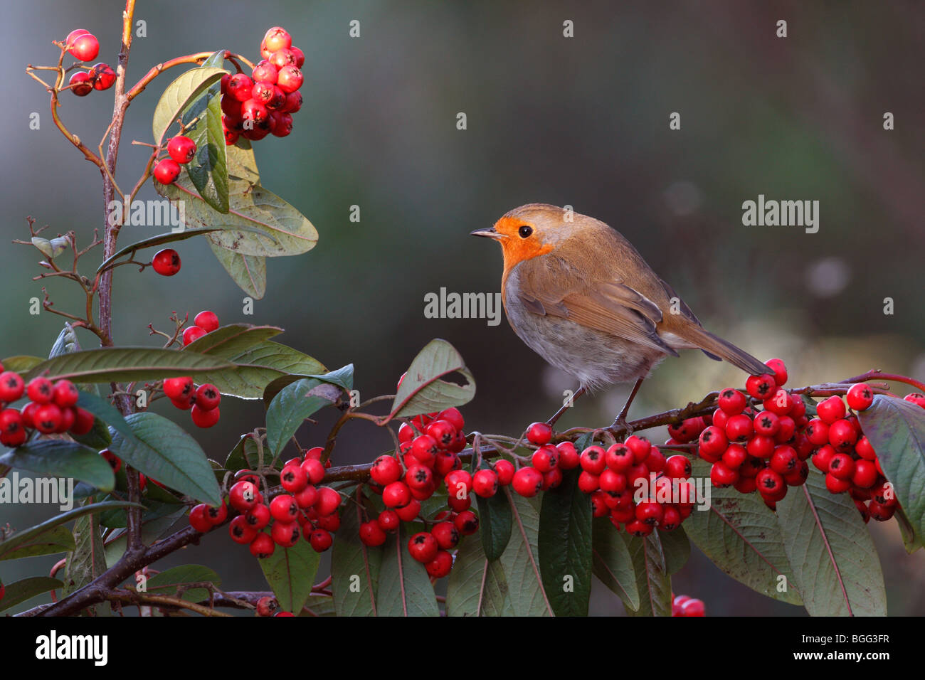 Robin Erithacus rubecula on Berry's Stock Photo - Alamy