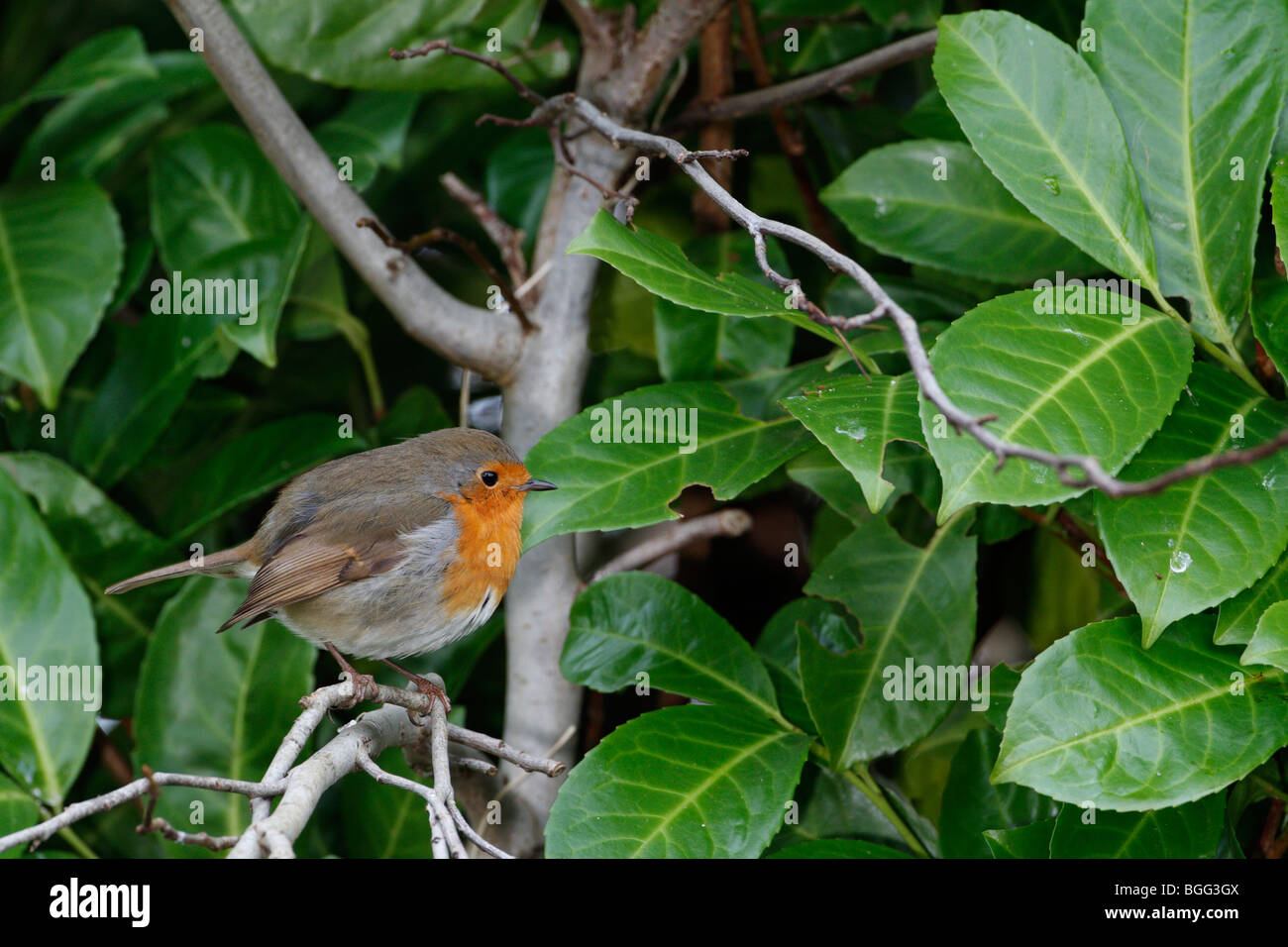 Puffed robin hi-res stock photography and images - Alamy