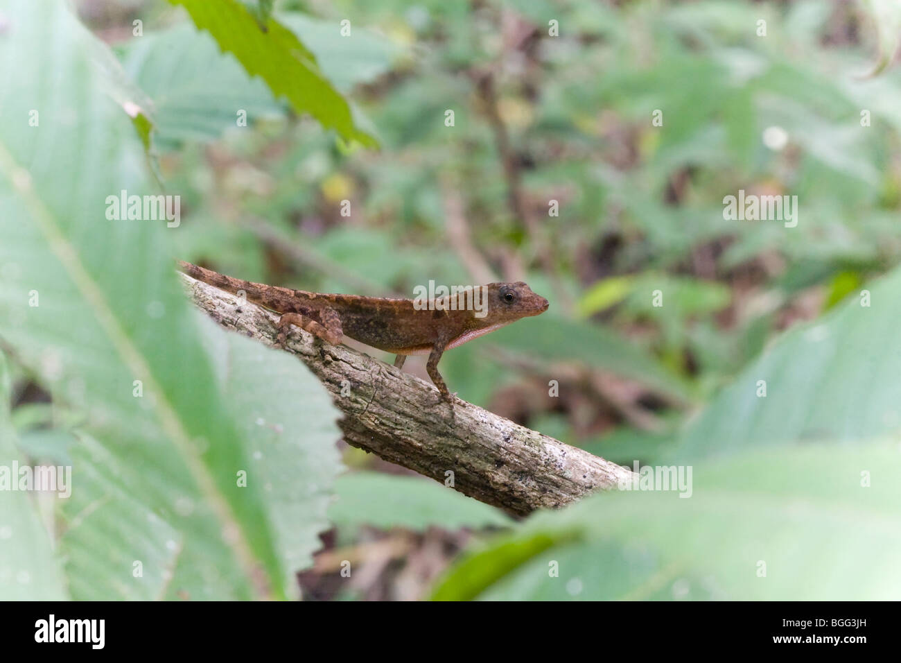 Anole lizard (Anolis sp.), photographed in Costa Rica Stock Photo - Alamy