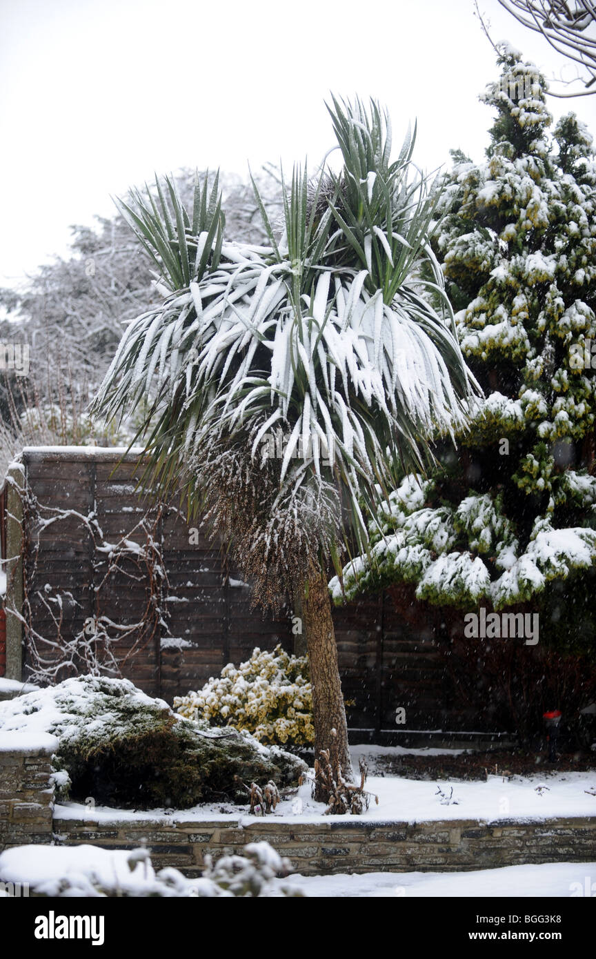 Palm tree in storm hi-res stock photography and images - Alamy