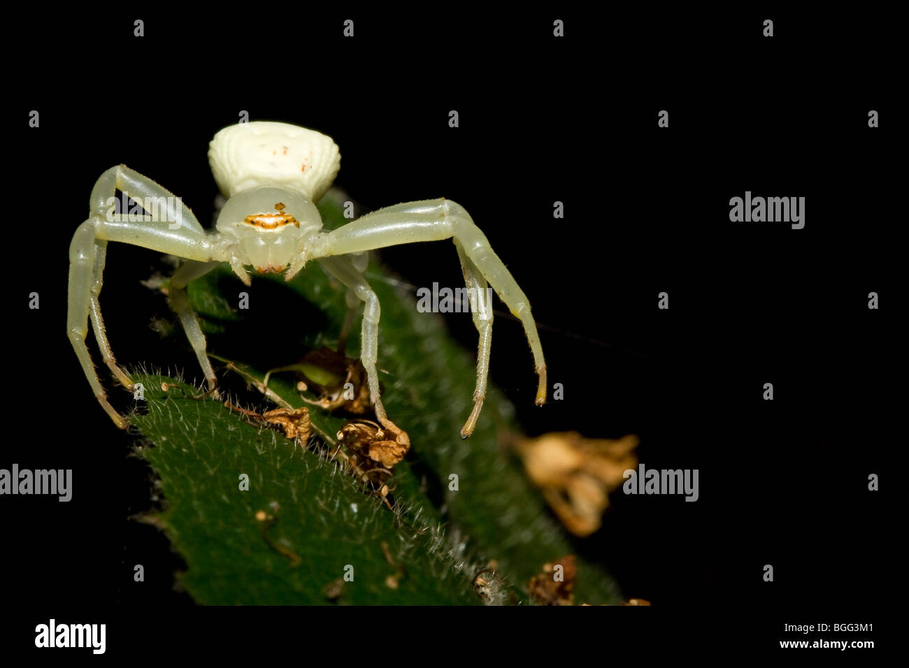 Crab spider, family Thomisidae Stock Photo - Alamy