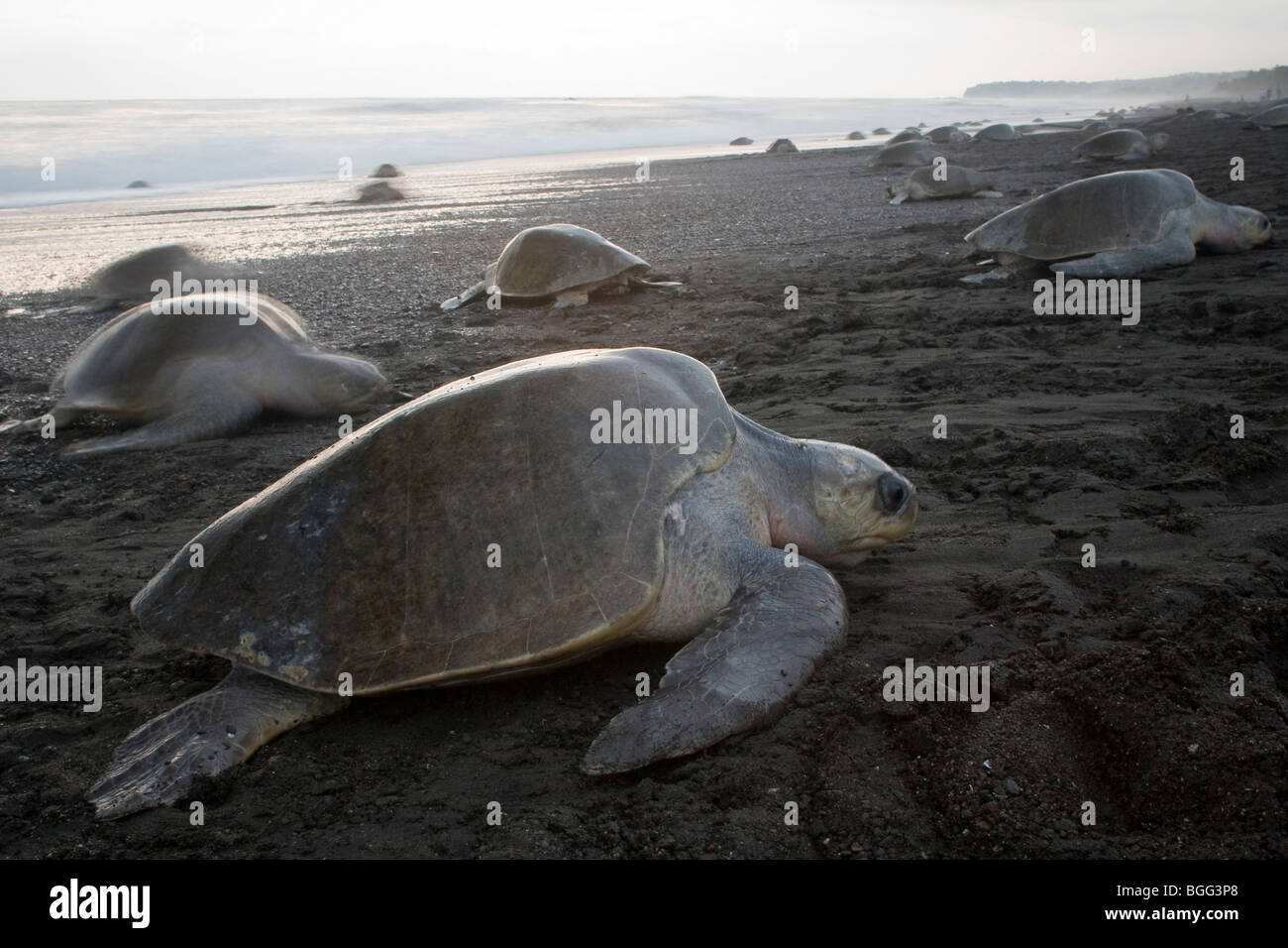 Olive Ridley sea turtles, Lepidochelys olivacea, climbing onto land to ...