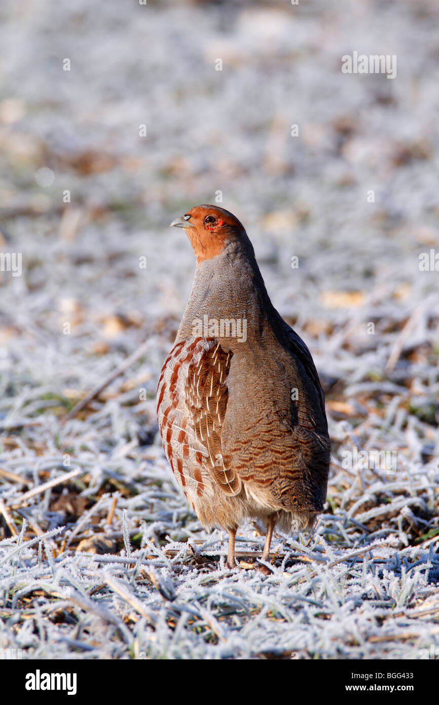 GREY PARTRIDGE - Perdix perdix male frosty field Stock Photo - Alamy