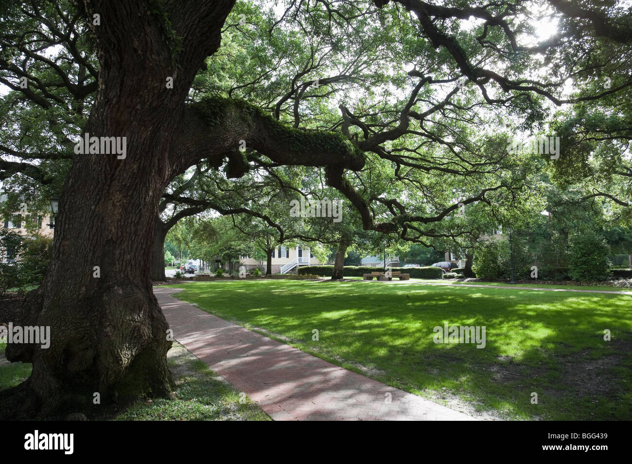 Warren green hi-res stock photography and images - Alamy