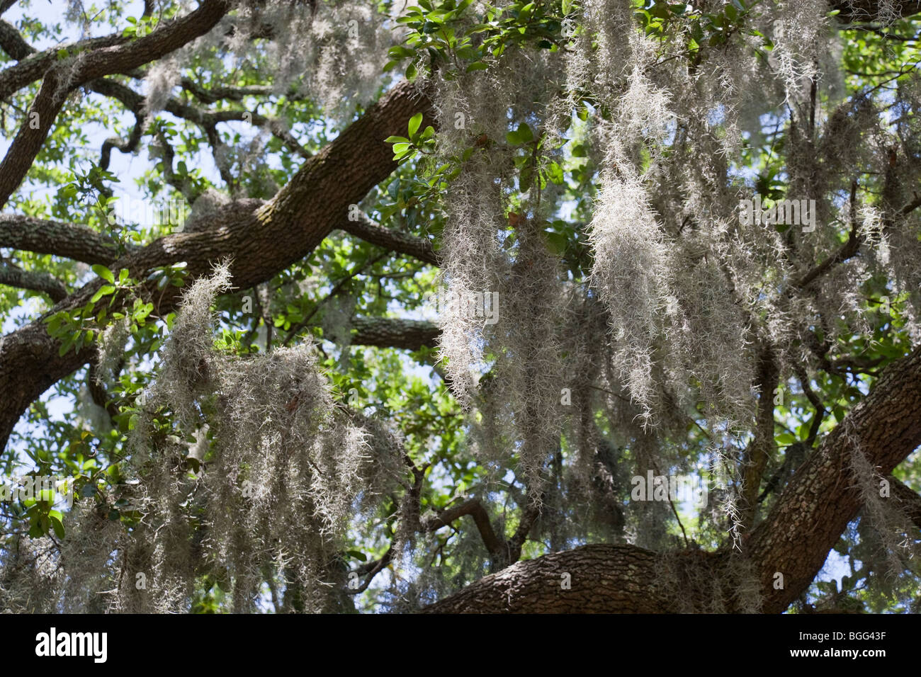 Spanish moss hi-res stock photography and images - Alamy