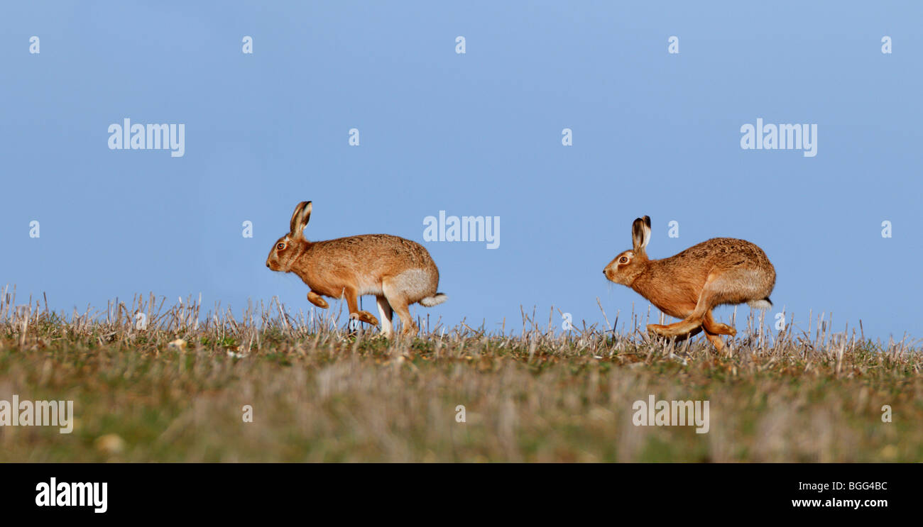Hares running hi-res stock photography and images - Alamy
