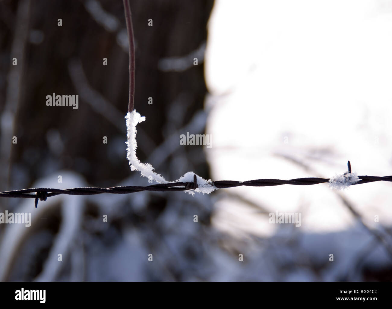 Wire worm hi-res stock photography and images - Alamy