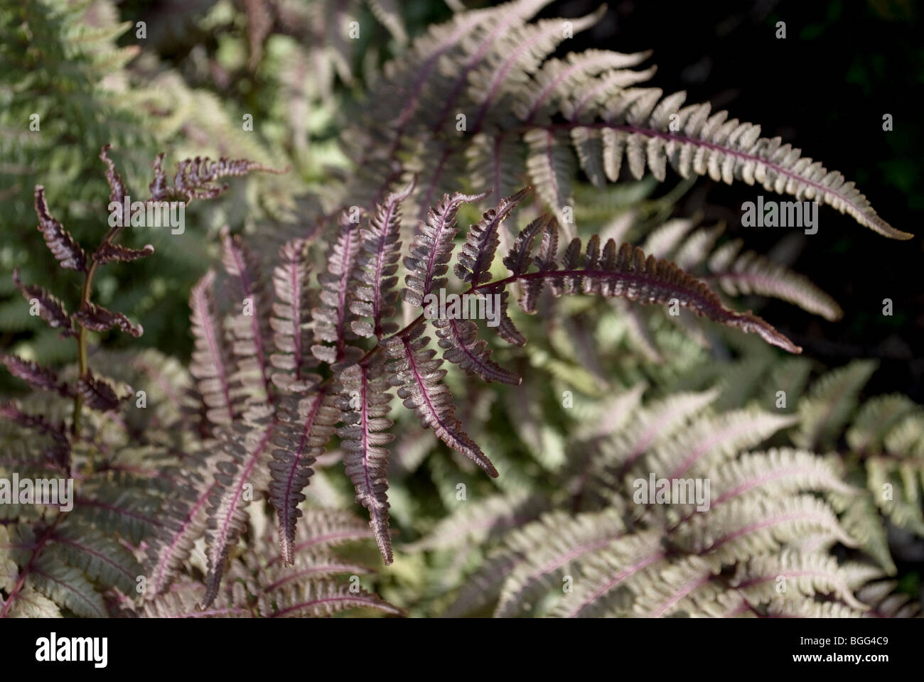 Fern Plant - Foxfire Golf Course: Waupaca, Wisconsin Stock Photo - Alamy