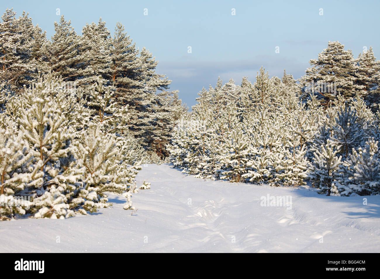 Forest landscape with deep snow Stock Photo - Alamy