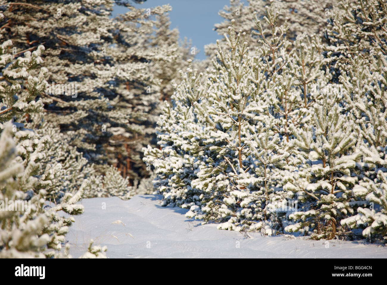 Forest landscape with deep snow Stock Photo - Alamy