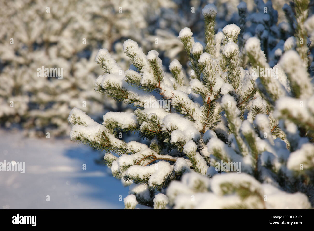Forest landscape with deep snow Stock Photo - Alamy