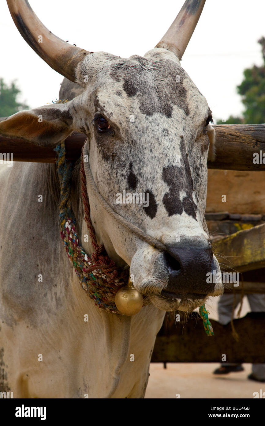 A Bull pulling a cart, South India Stock Photo - Alamy