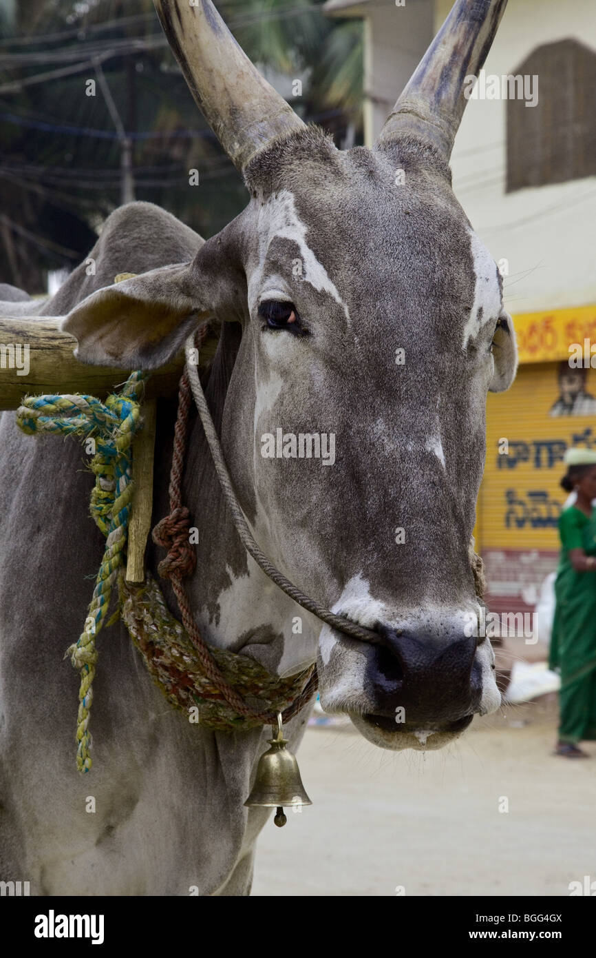 A Bull pulling a cart, South India Stock Photo - Alamy