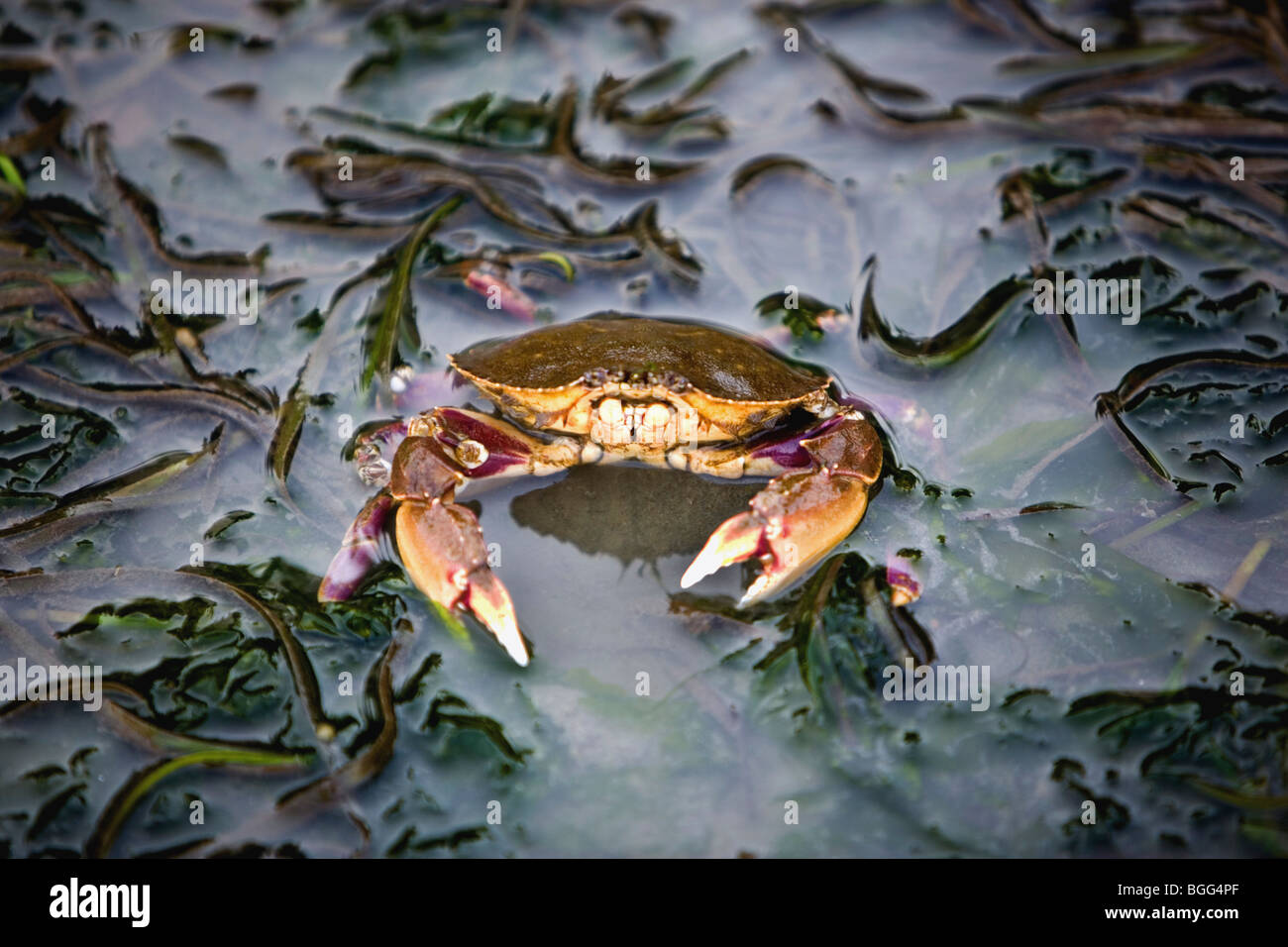 Crabs algae hi-res stock photography and images - Alamy