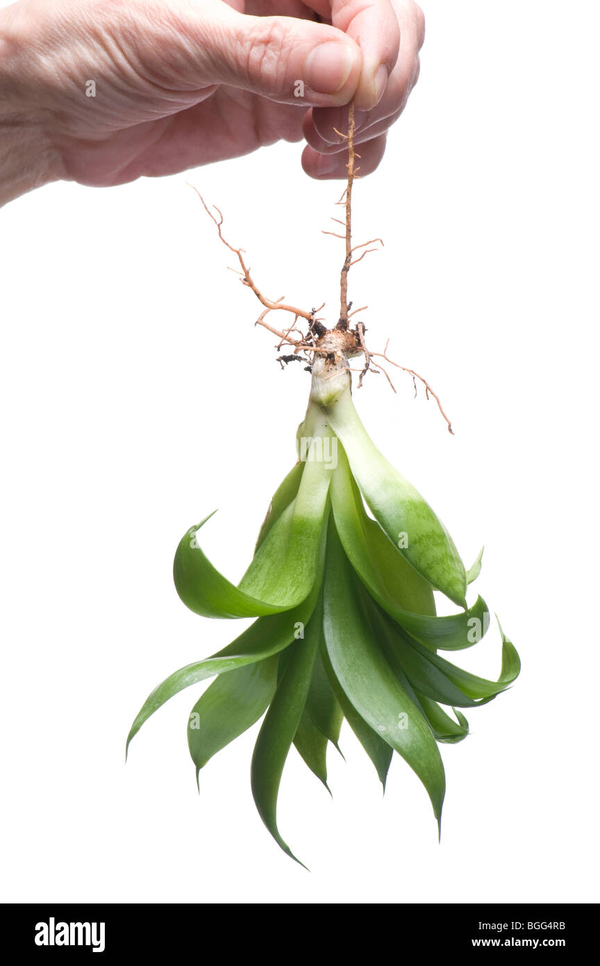 object isolated on white background House plant macro Stock Photo - Alamy